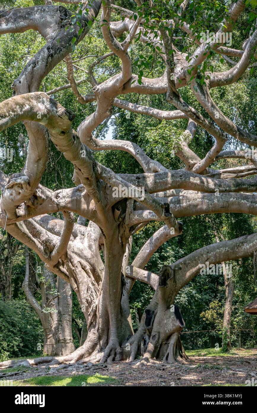 Ficus benjamina tree with long branches in botanical Garden of ...