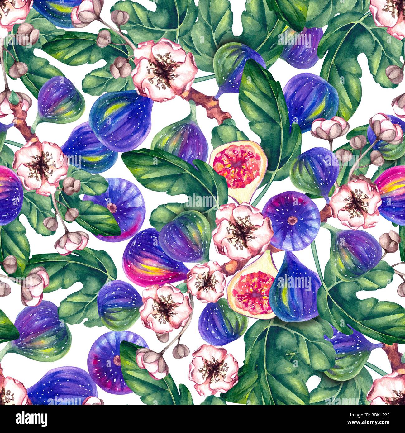 Fig watercolor botanical illustration isolated Stock Photo - Alamy