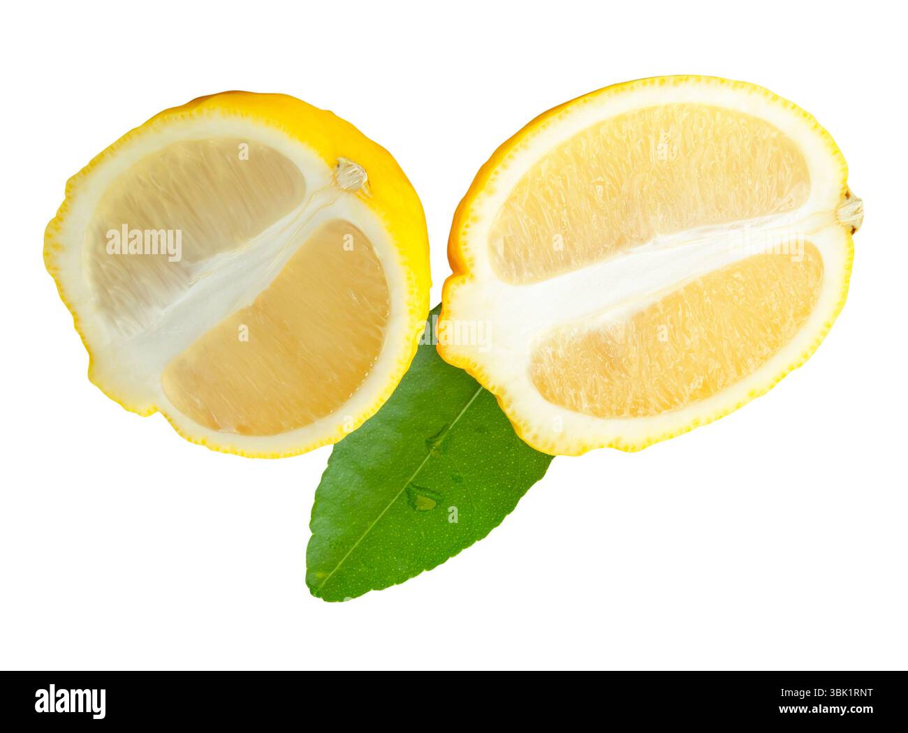 Front view of ripe yellow lemon fruit or slices in two ellipse or oval ...