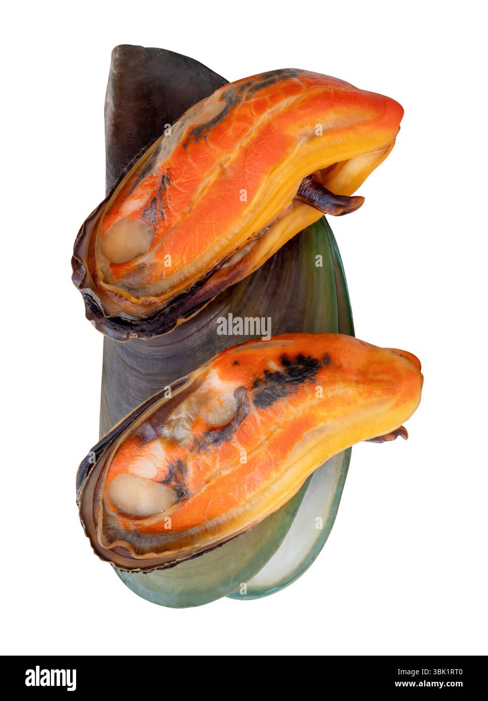 Side view of three cooked green mussels in red meat and shell in pile ...