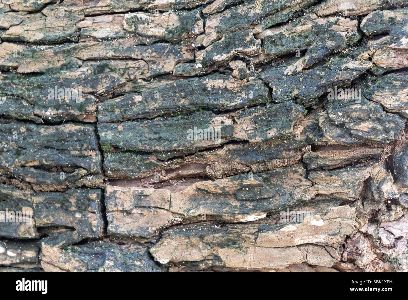 The bark of a tree is rough and textured. The bark is brown and has a ...