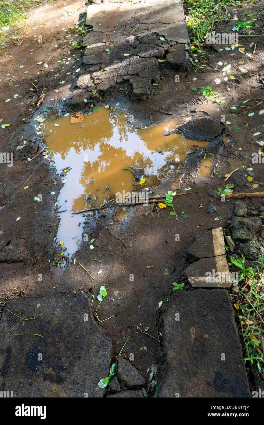 Puddle of water on a sidewalk with a reflection of a tree in it. The ...