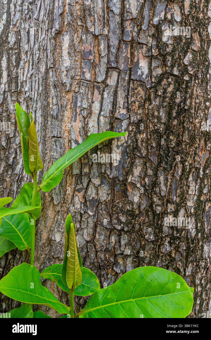 Tree trunk with a green leaf growing out of it. The trunk is covered in ...