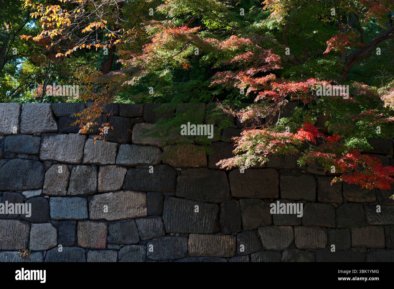 Autumn foliage colors highlight the remains of Edo Castle stone walls ...