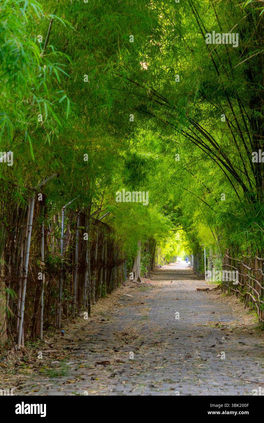 Path through a forest with bamboo and a stone walkway. The path is ...