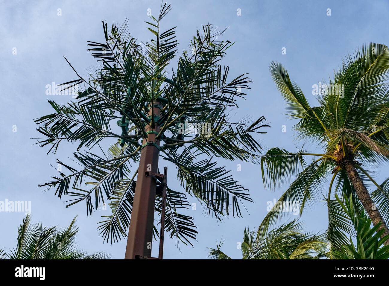 Tall palm tree with a cell phone tower in the middle. The sky is clear ...