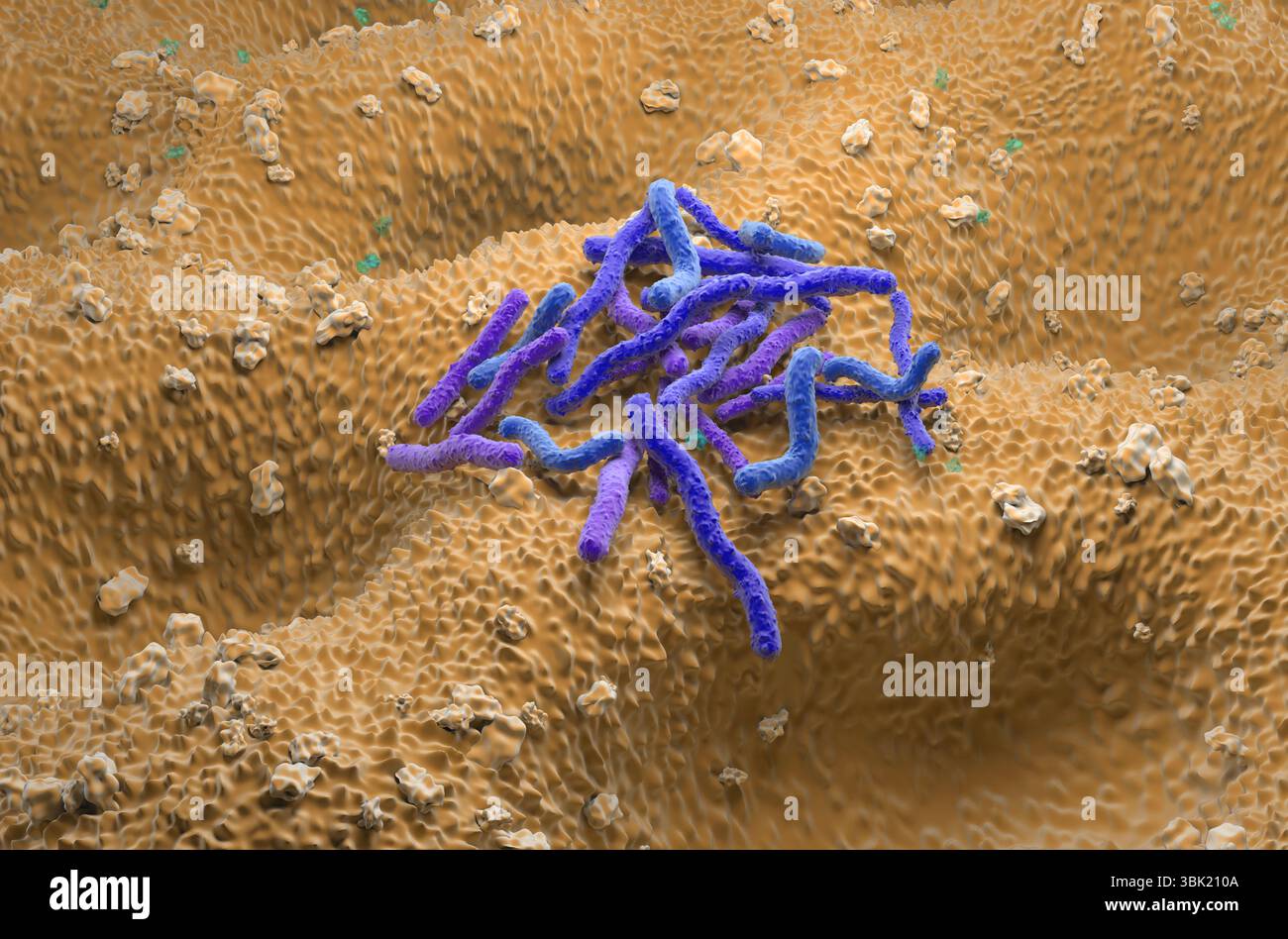 Helicobacter pylori bacteria - isometric view 3d illustration Stock ...