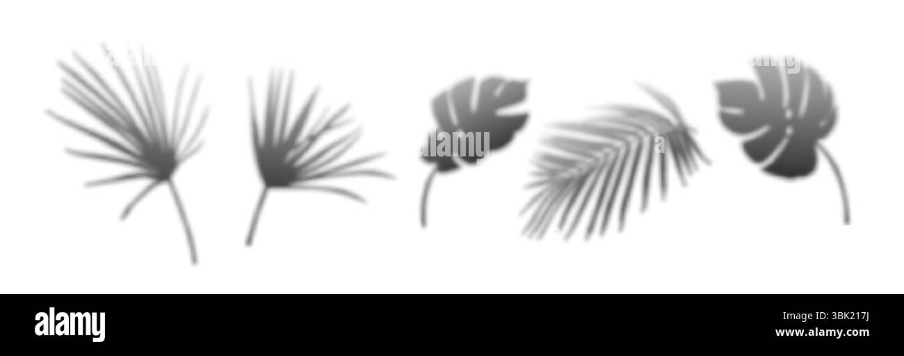 Tropical palm shadow overlay set with realistic leaf silhouettes ...