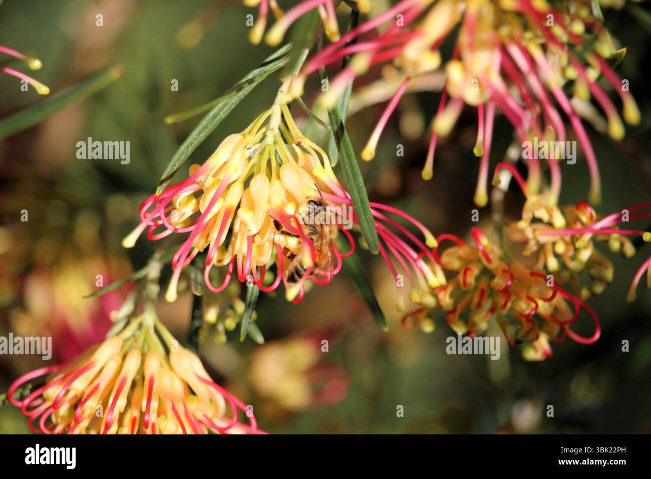 Western Honey Bee (Apis mellifera) collecting nectar and pollen from ...