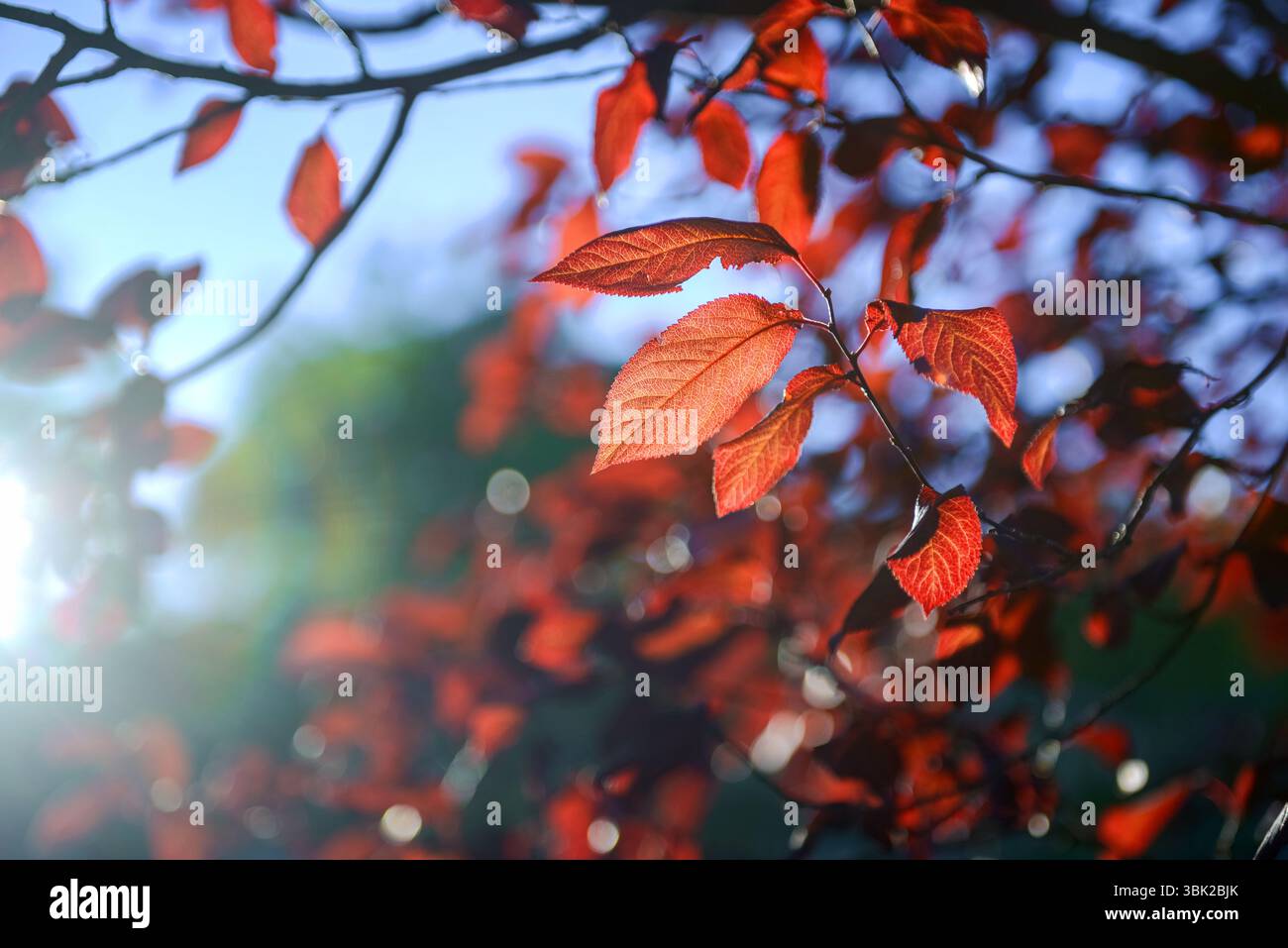 Autumn seasonal photo hi-res stock photography and images - Alamy