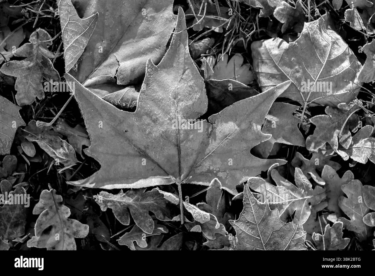 Fiery foliage Black and White Stock Photos & Images - Alamy