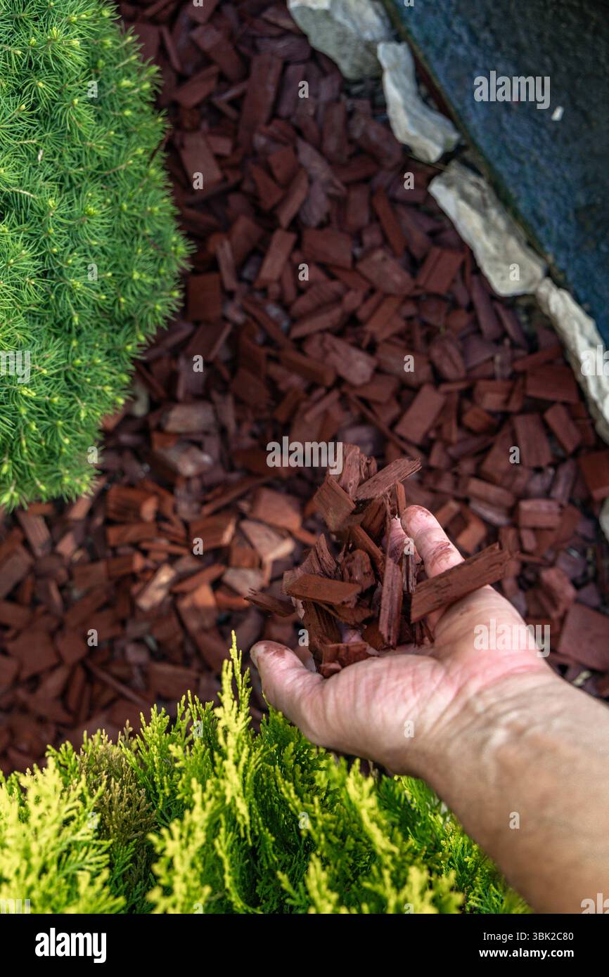 Scattering red tree bark around garden shrubs, acidifying the soil ...