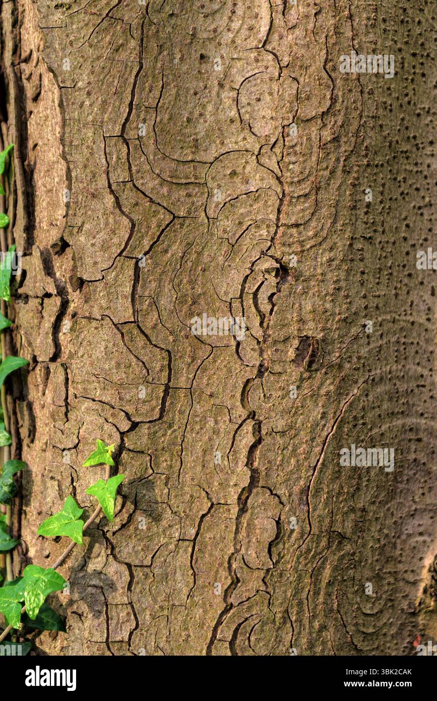 Texture old big tree hi-res stock photography and images - Alamy