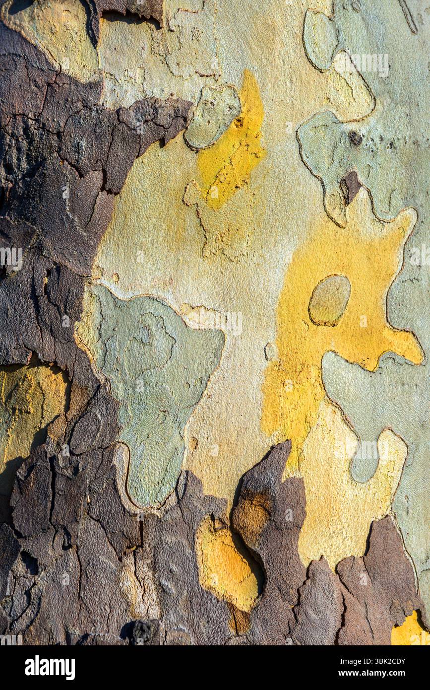 Closeup surface trunk hi-res stock photography and images - Alamy