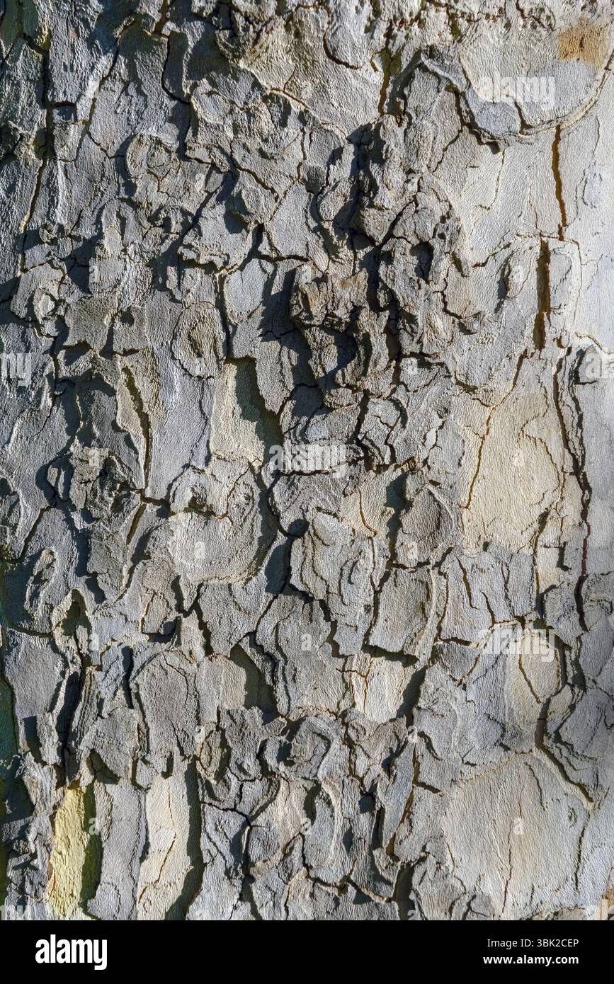 Big old tree wide hi-res stock photography and images - Alamy