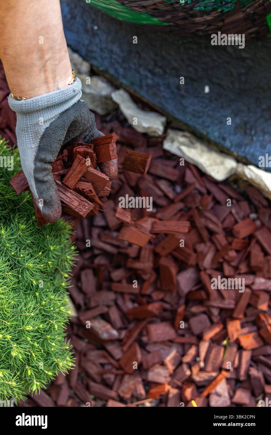 Scattering red tree bark around garden shrubs, acidifying the soil ...