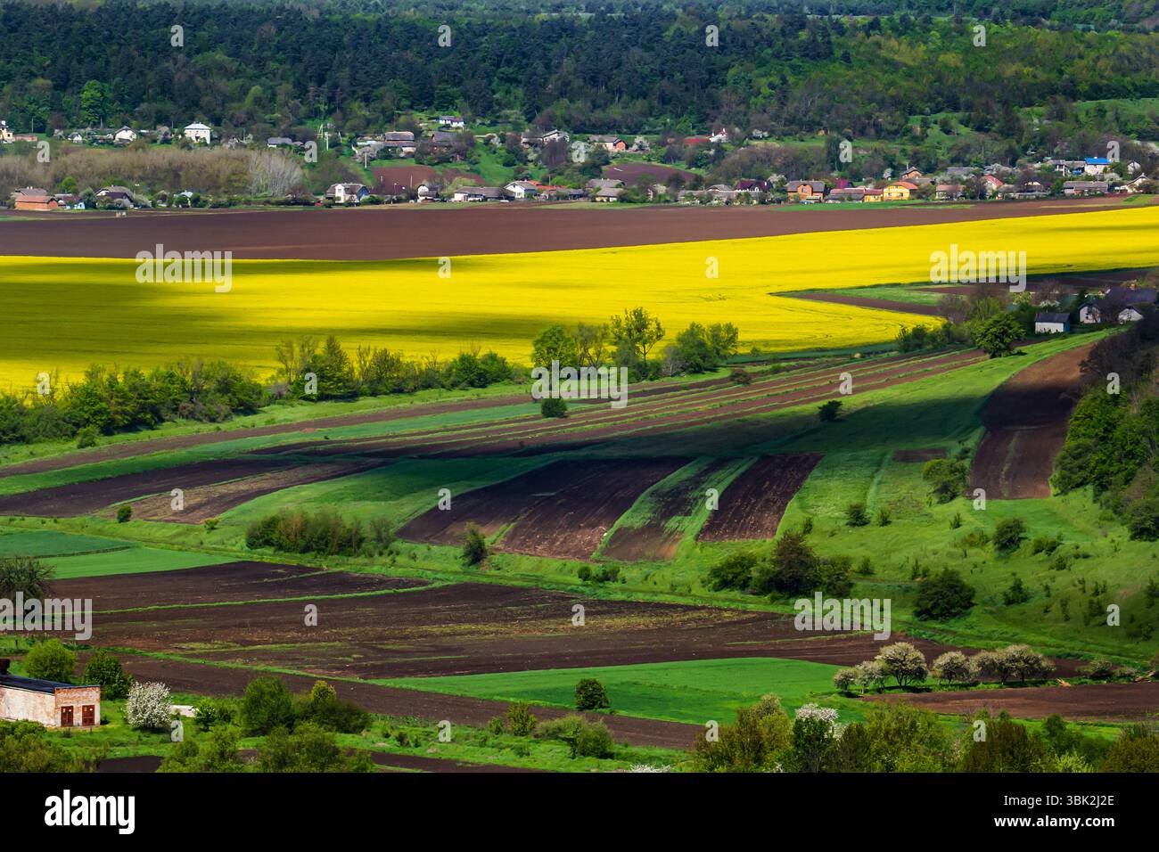 Rolling hills feature lush green fields and bright yellow flower ...