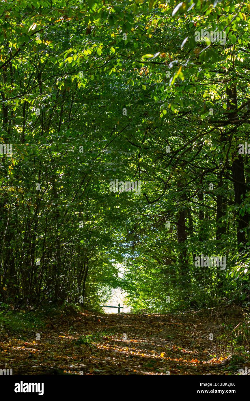 A tranquil forest path bordered by vibrant green foliage draws the eye ...