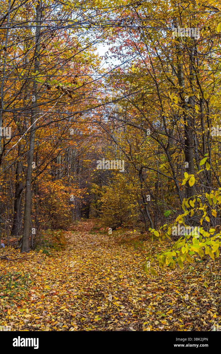 Golden leaves fill trees hi-res stock photography and images - Alamy