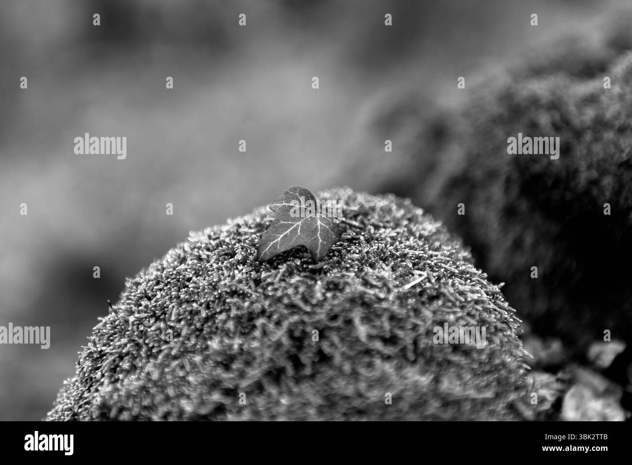 Leaf background green Black and White Stock Photos & Images - Alamy