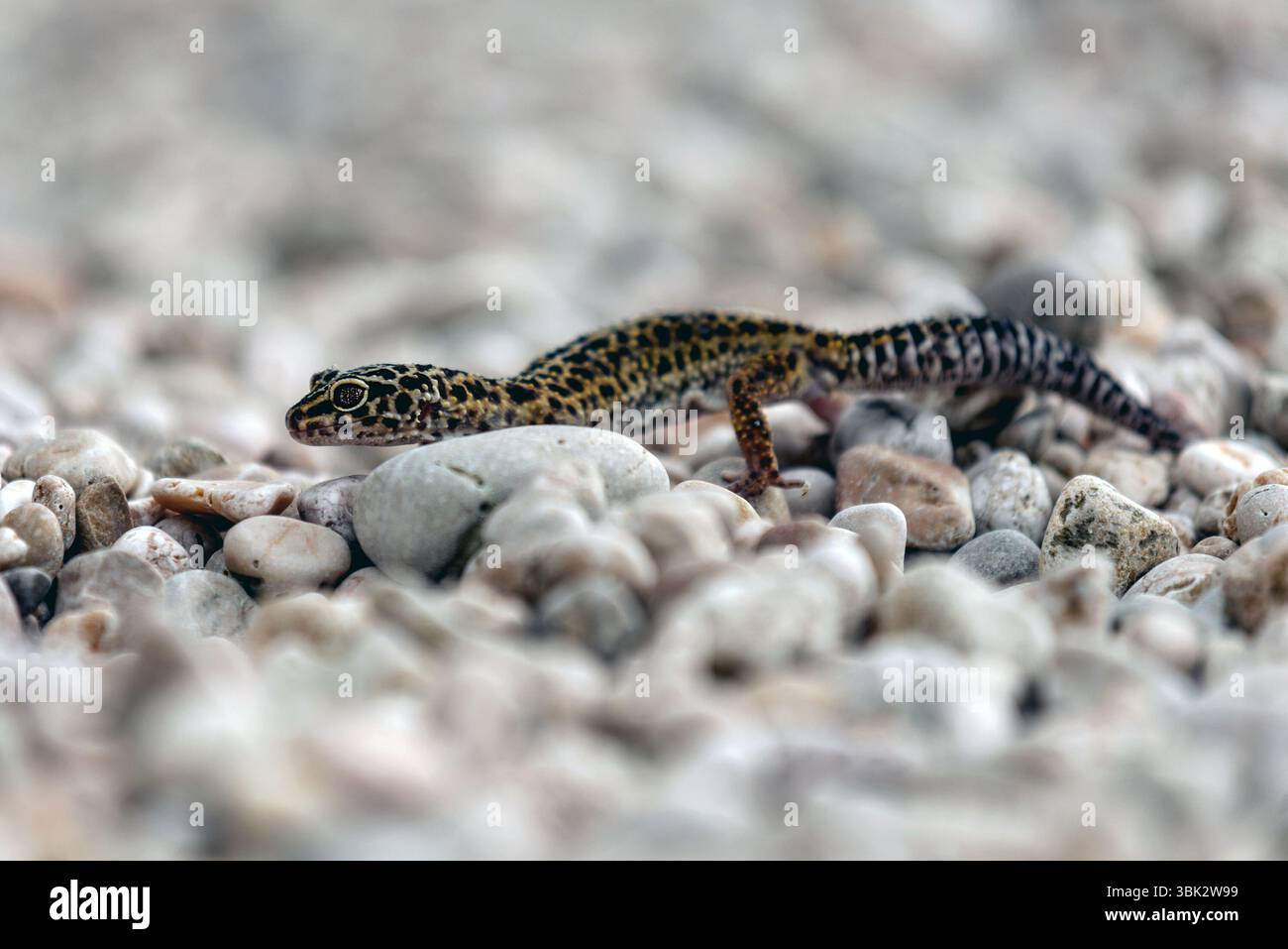 Small Gecko lizard on rocks closeup photo Stock Photo - Alamy