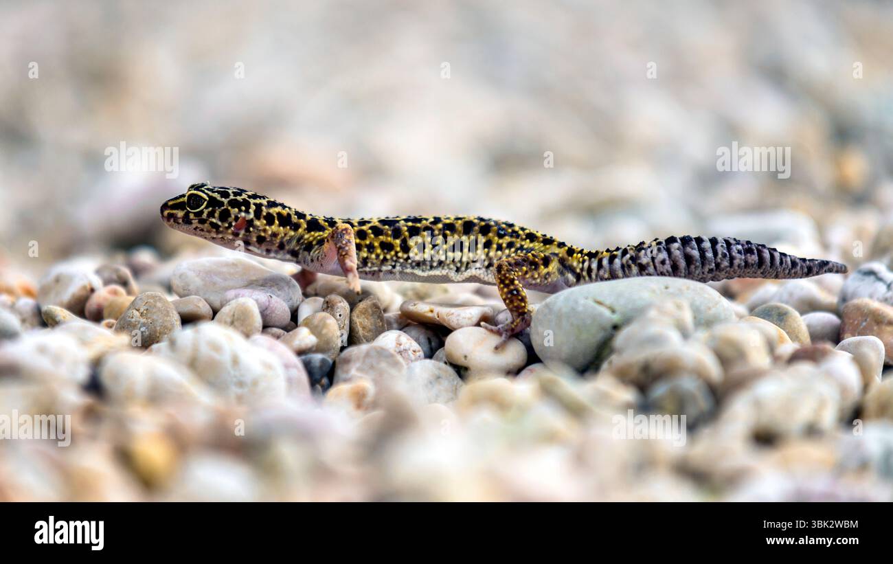 Little lizard gecko crawling on hi-res stock photography and images - Alamy