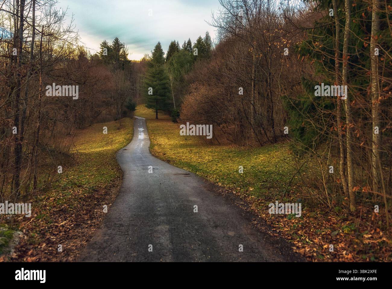 Small Pathway going trough the forest outdoors Stock Photo - Alamy