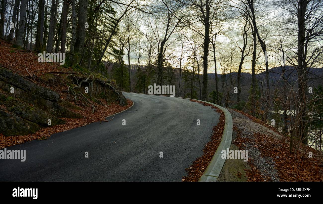 Wet asphalt forest road hi-res stock photography and images - Alamy