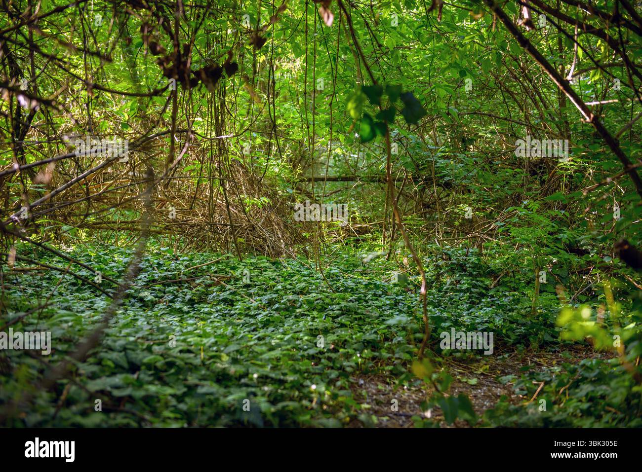 Beautiful plant foliage background hi-res stock photography and images ...