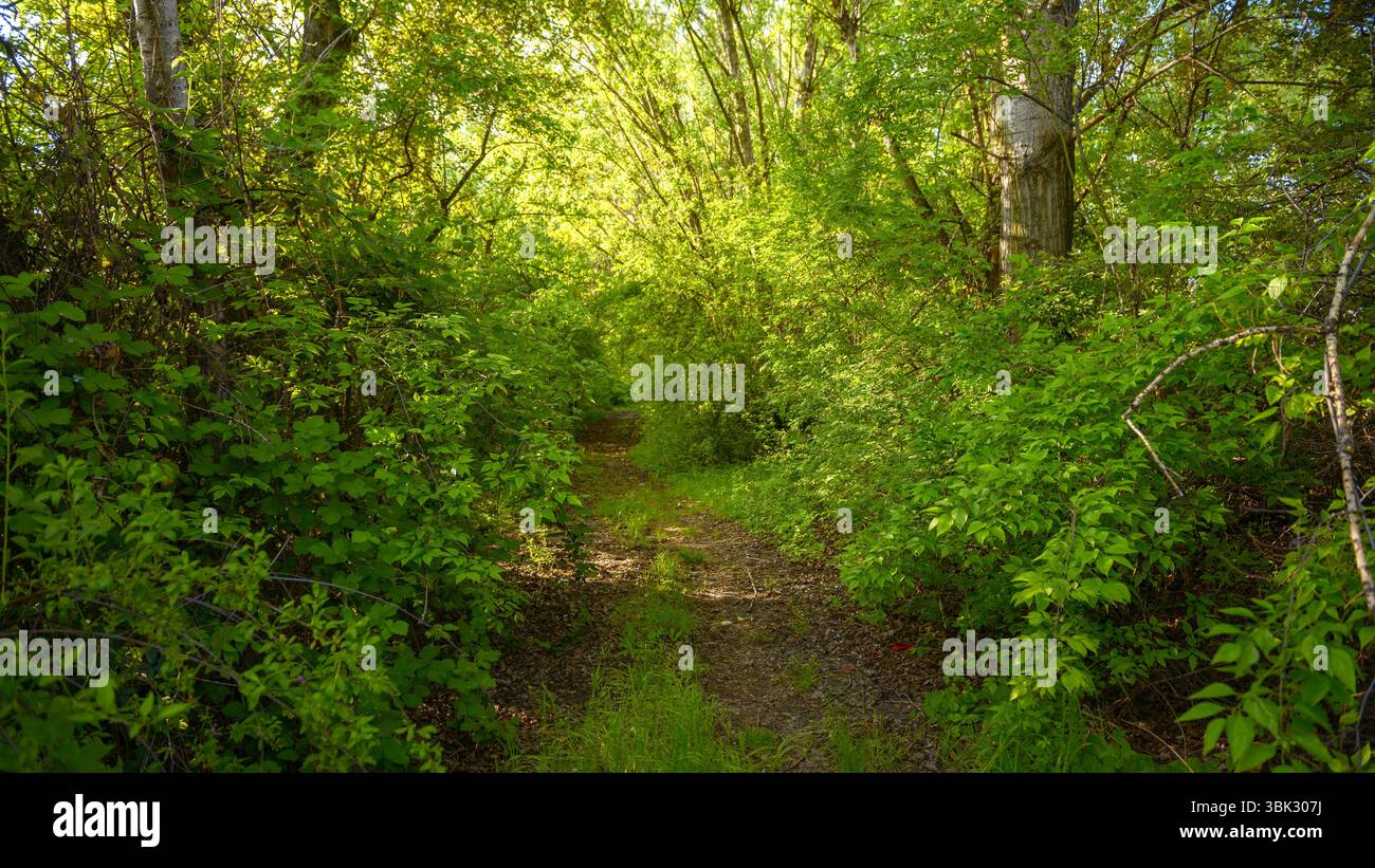 Small Pathway going trough the forest outdoors Stock Photo - Alamy