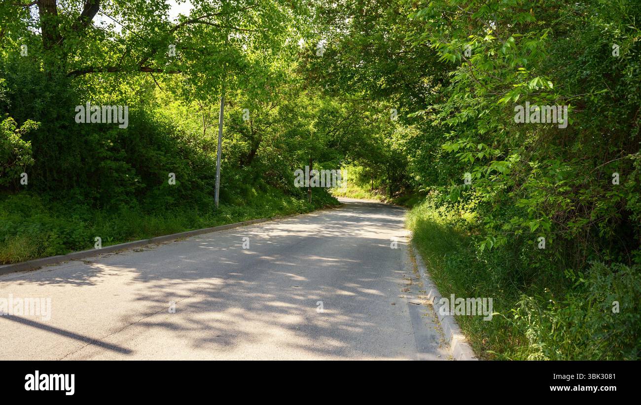 Small Pathway going trough the forest outdoors Stock Photo - Alamy