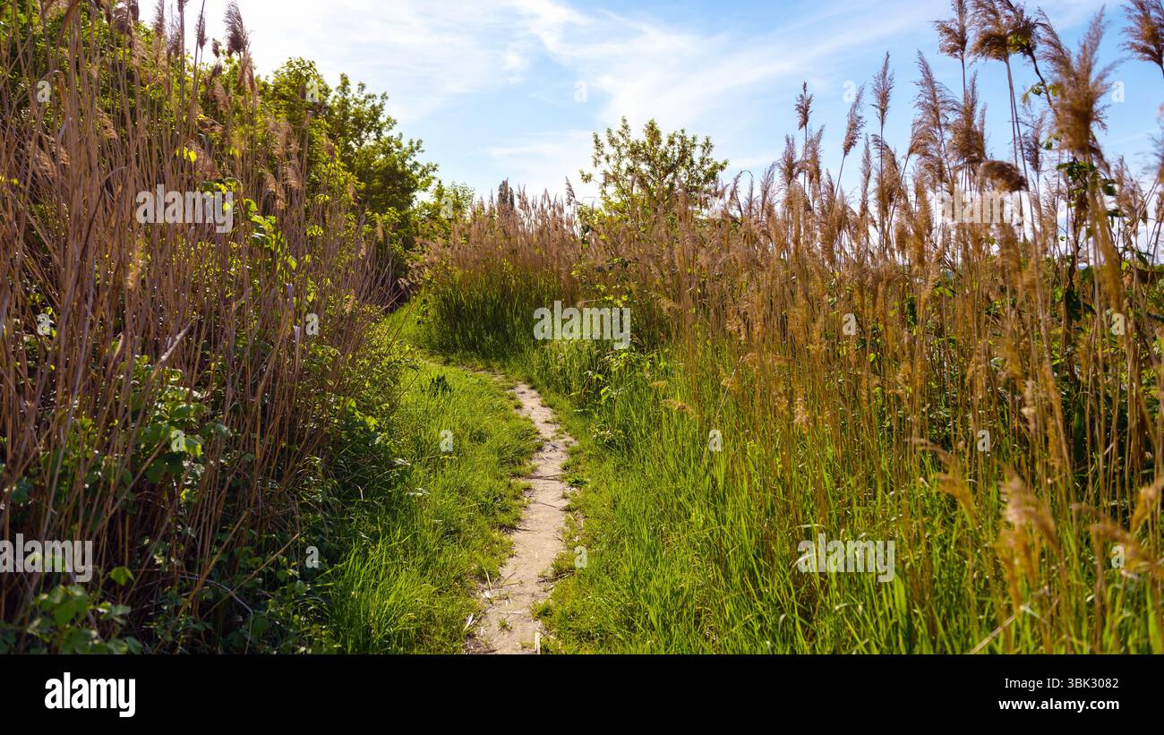 Small Pathway going trough the forest outdoors Stock Photo - Alamy