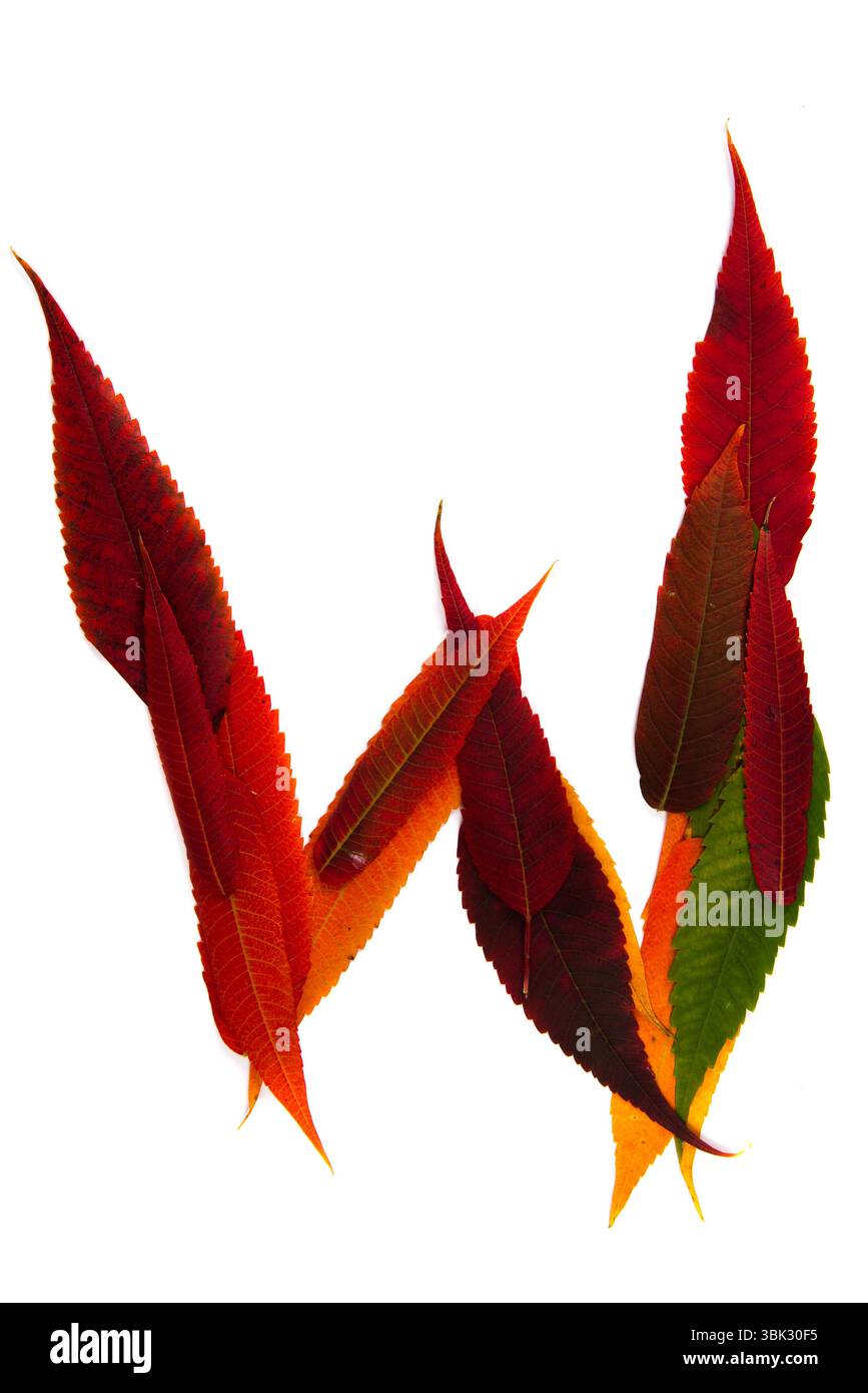 Large w Cut Out Stock Images & Pictures - Alamy