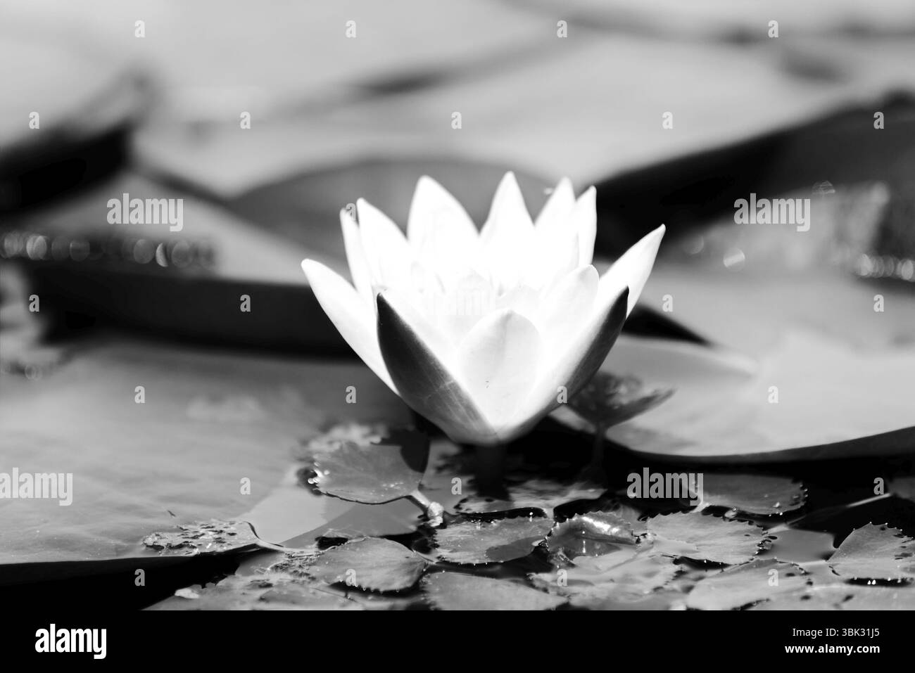Natural blossom photo Black and White Stock Photos & Images - Alamy