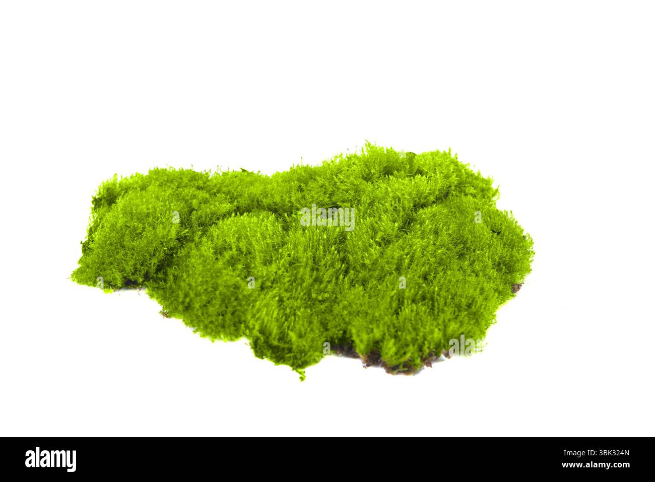 Spring macro shot Cut Out Stock Images & Pictures - Alamy