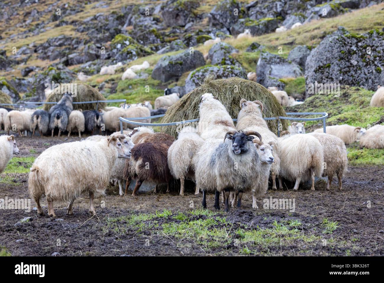 A flock of Icelandic sheep grazing on a mountainside. This hardy breed ...