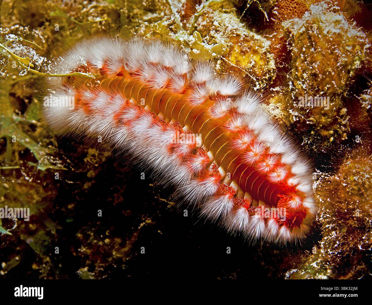 Feuerborstenwurm (Hermodice carunculata), stark nesselndes Meerestier ...