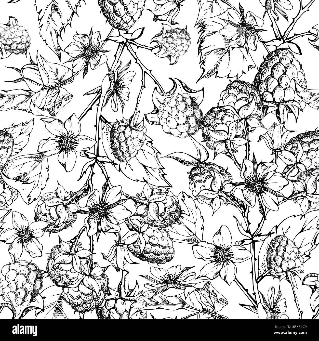 Raspberry berries leaves flowers on thorny spiked branch hand drawn in ...
