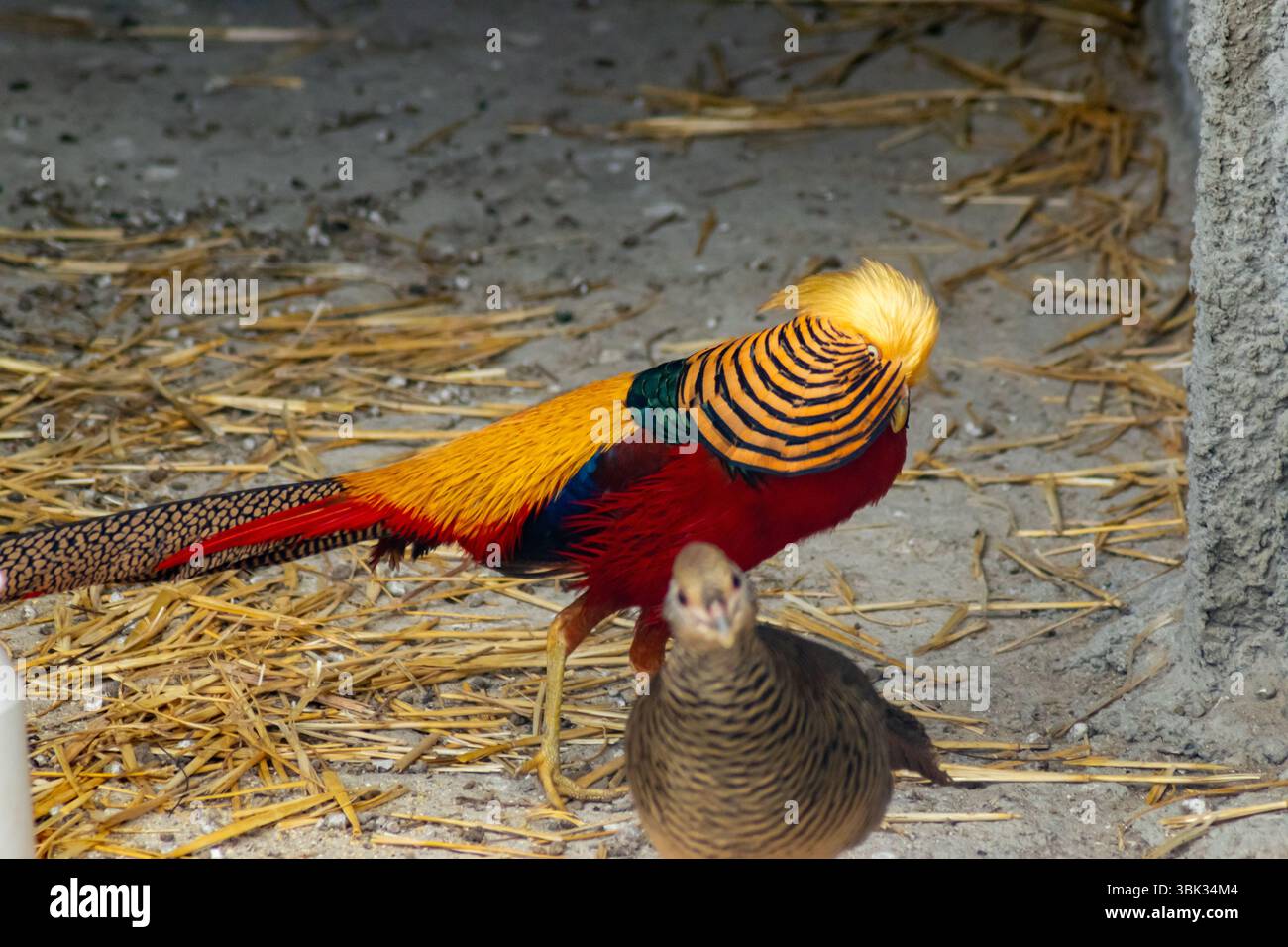 Beautiful golden pheasant with striking orange and black markings next ...