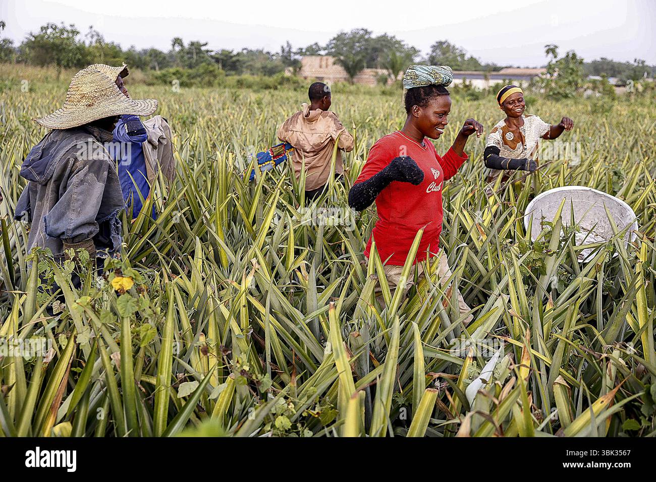 Pineapple pickers in Allada, Benin Stock Photo - Alamy