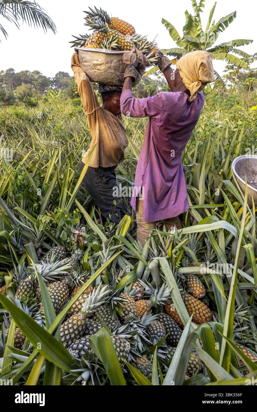 Allada, benin hi-res stock photography and images - Alamy