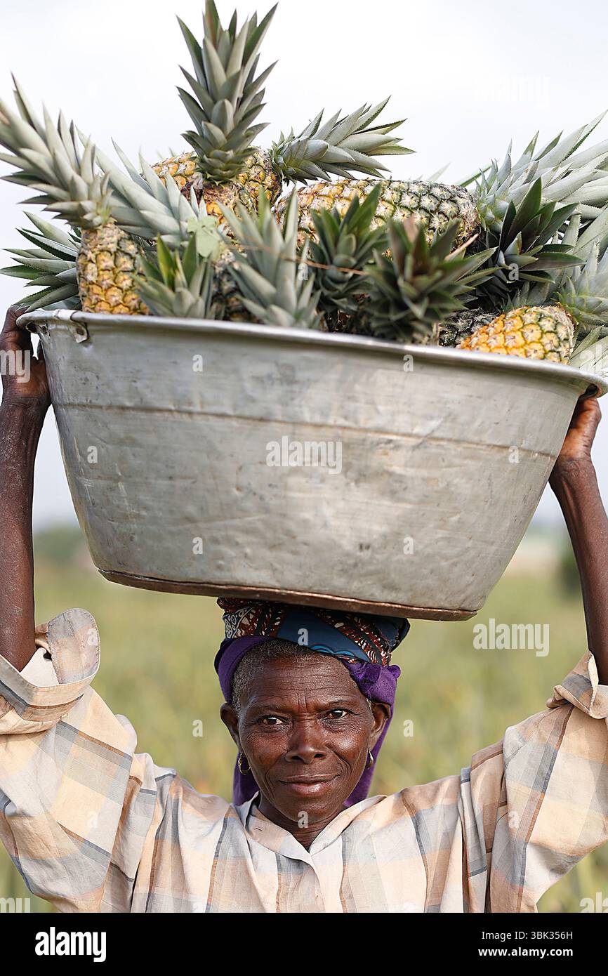 Pineapple picker in Allada, Benin Stock Photo - Alamy