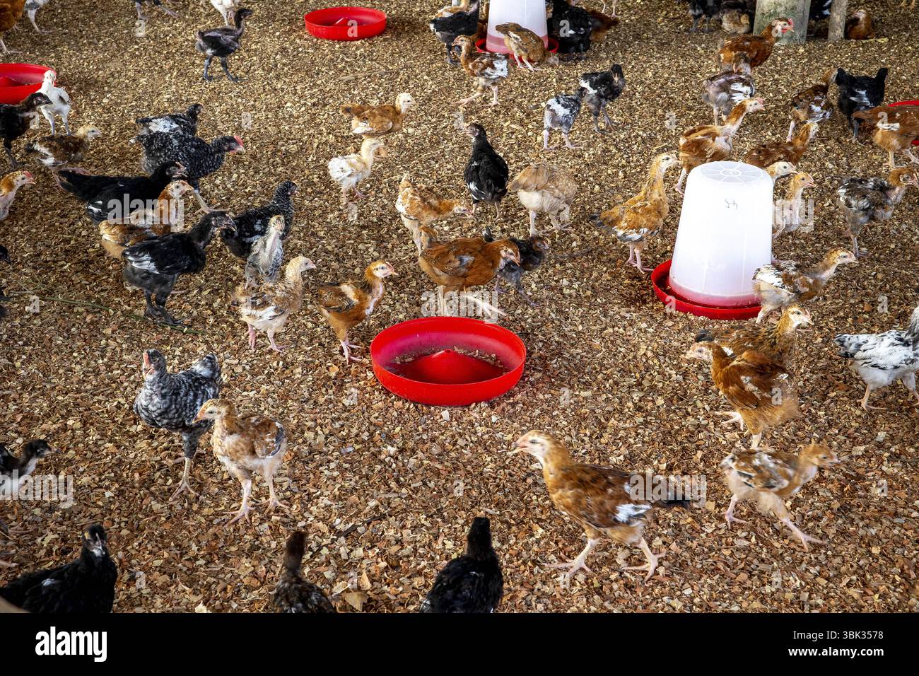 Farm in Djidje, Benin. Chicken coop Stock Photo - Alamy