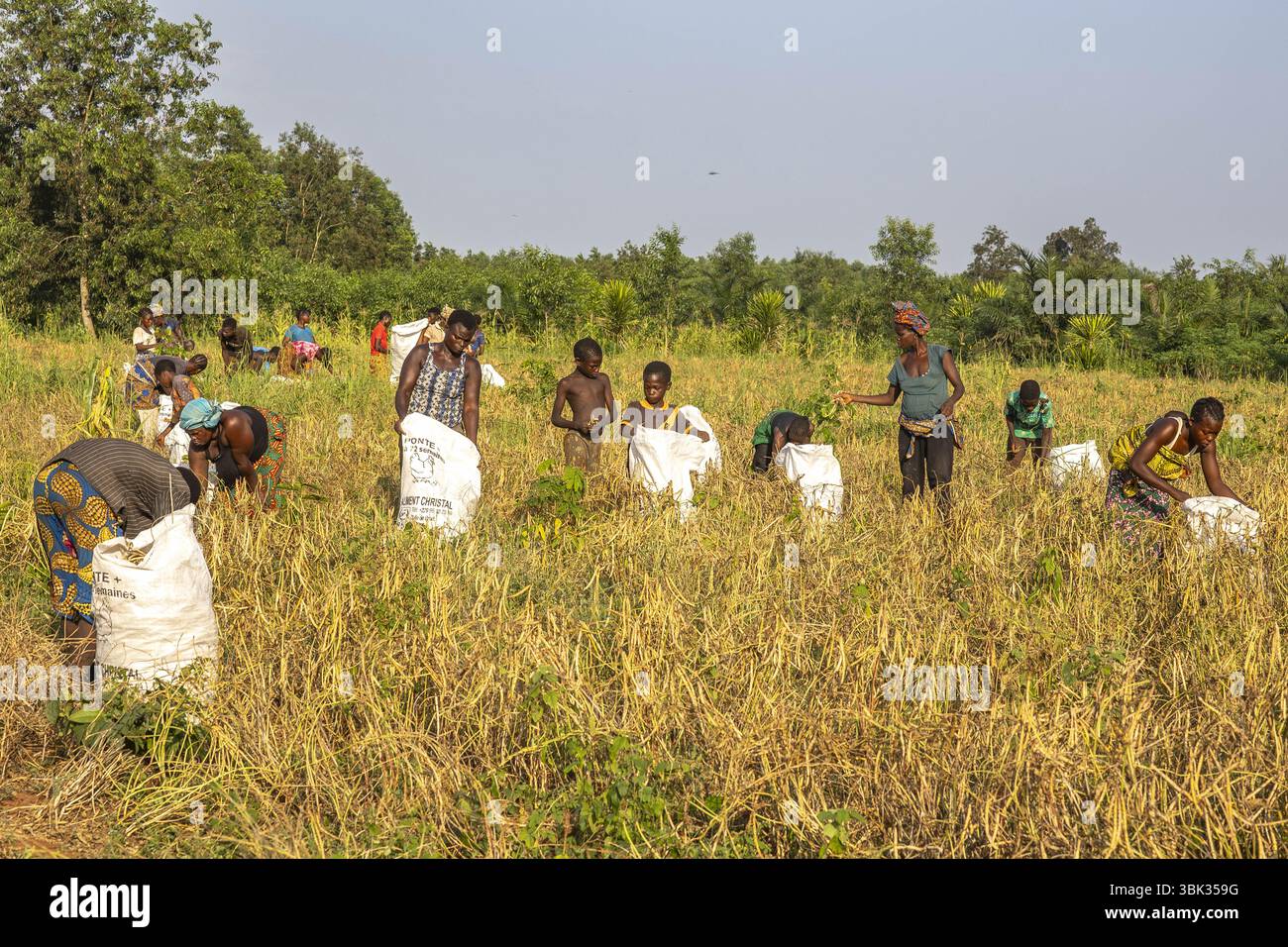 Bean harvest in Lobogo, Benin Stock Photo - Alamy