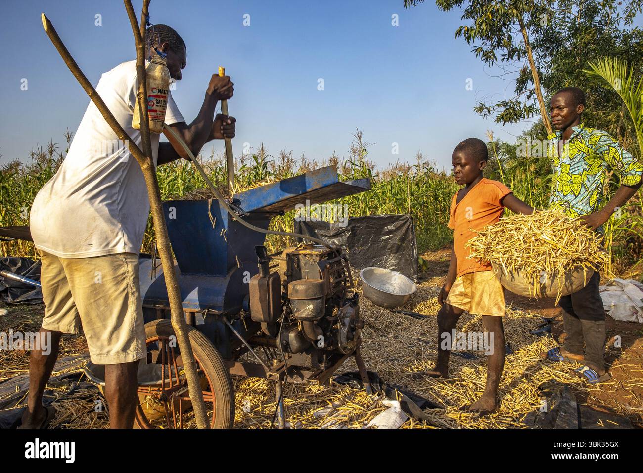 Seeding beans after harvest in Lobogo, Benin Stock Photo - Alamy