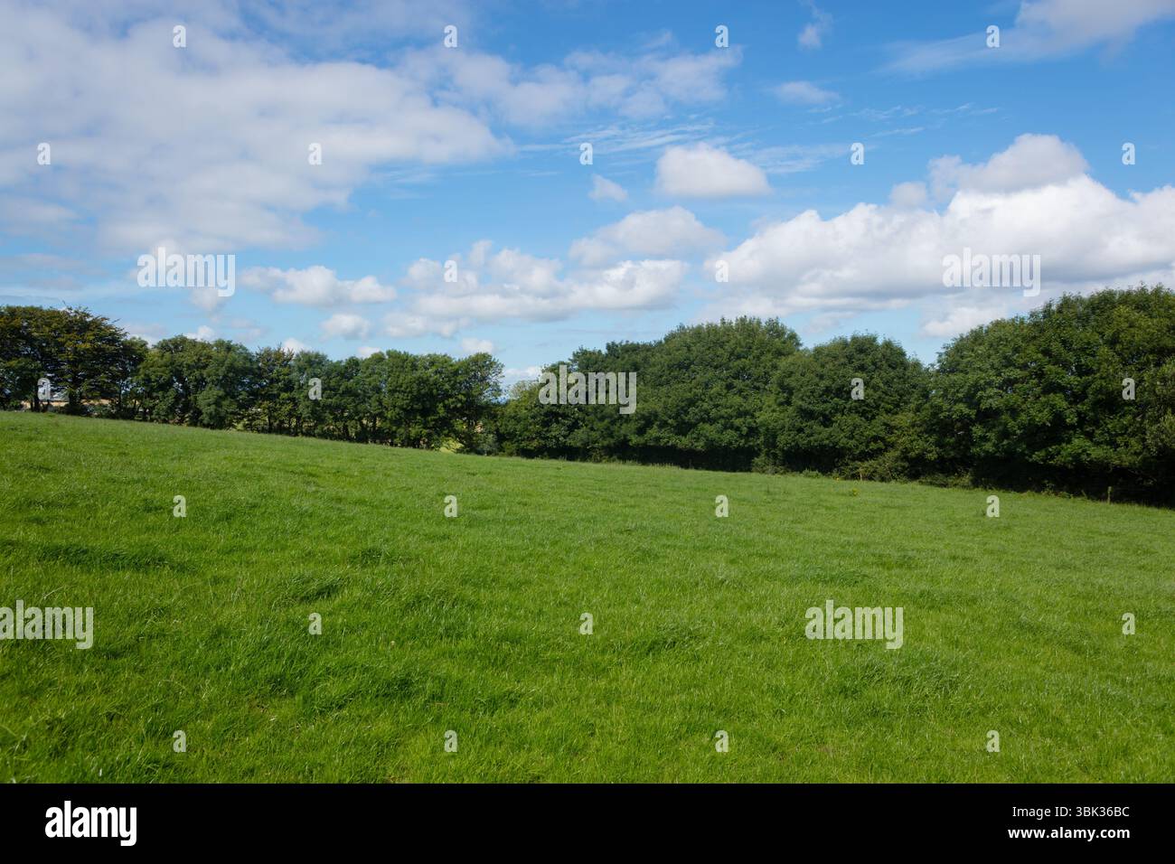 Lush grass field is stretching in flat design, featuring tree line and ...