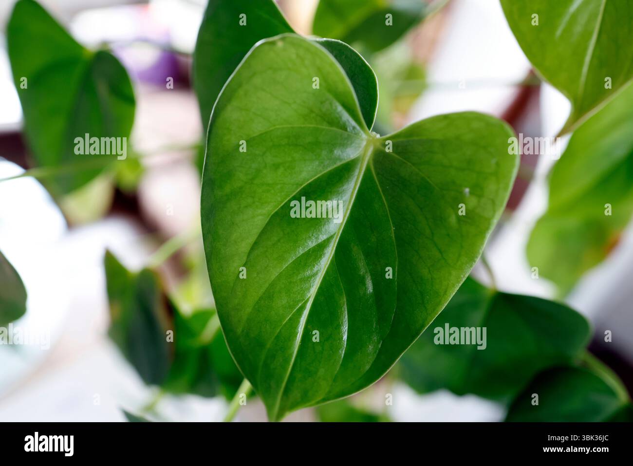 Chlorophylle hi-res stock photography and images - Alamy