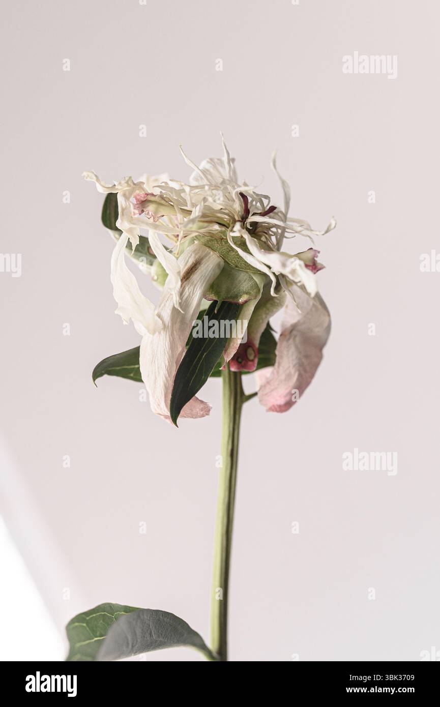 Faded pink peony bloom revealing delicate, translucent petals, green ...