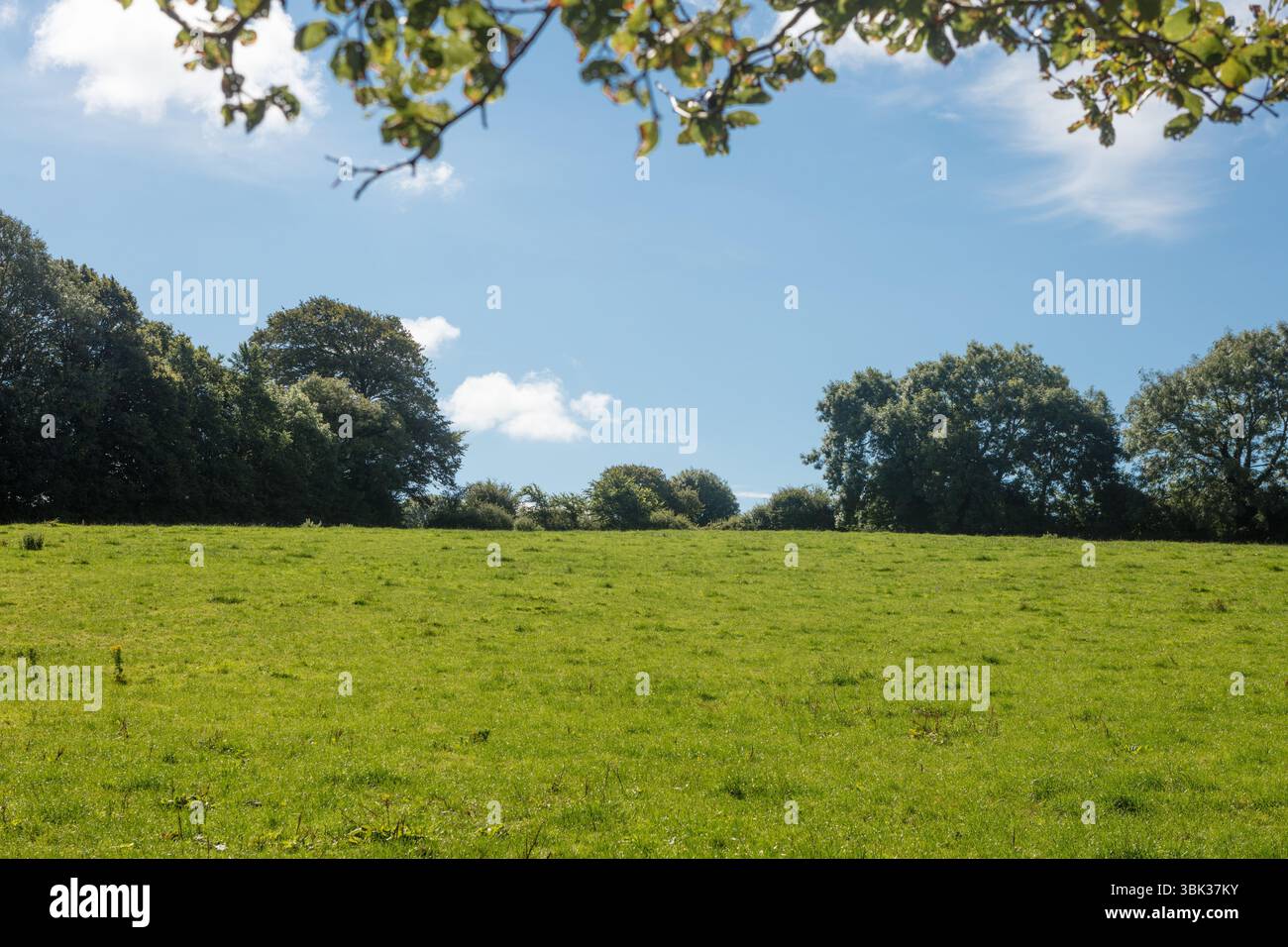Flat design showing green meadow stretching to tree line, framing ...