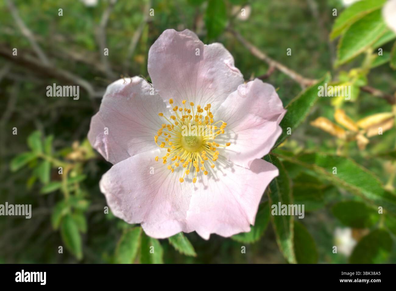 Dog Rose (Rosa Canina) wildflower in Etna Park, Sicily, Italy Stock ...